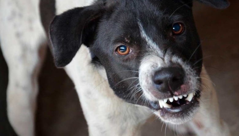 Reportan nuevo caso de rabia canina - CentralTV