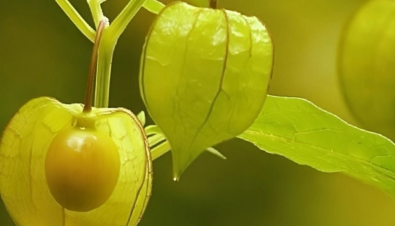 La mullaca: una "superfruta" amazónica con propiedades medicinales ...